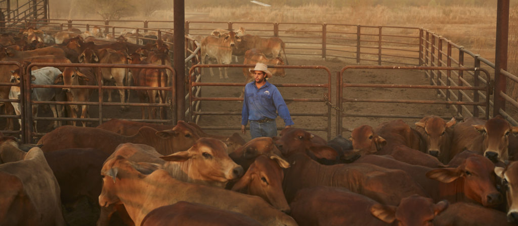 Jumbuck Life | JUMBUCK