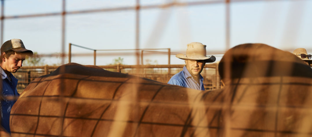 Jumbuck Life | JUMBUCK