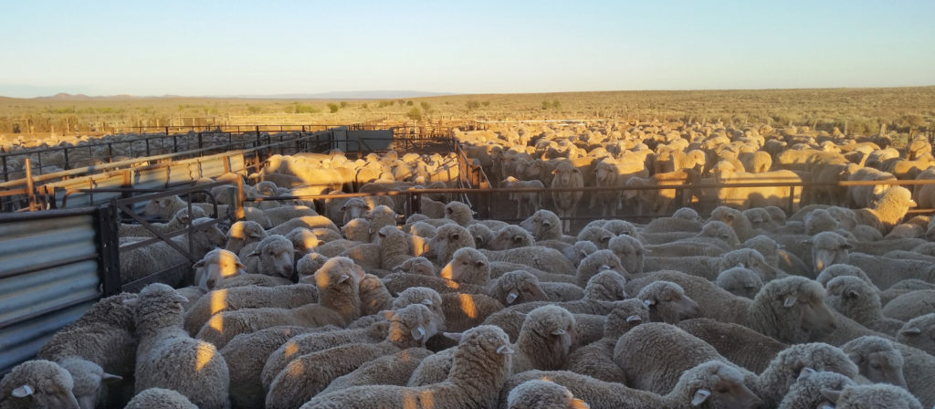 Mount Victor | JUMBUCK